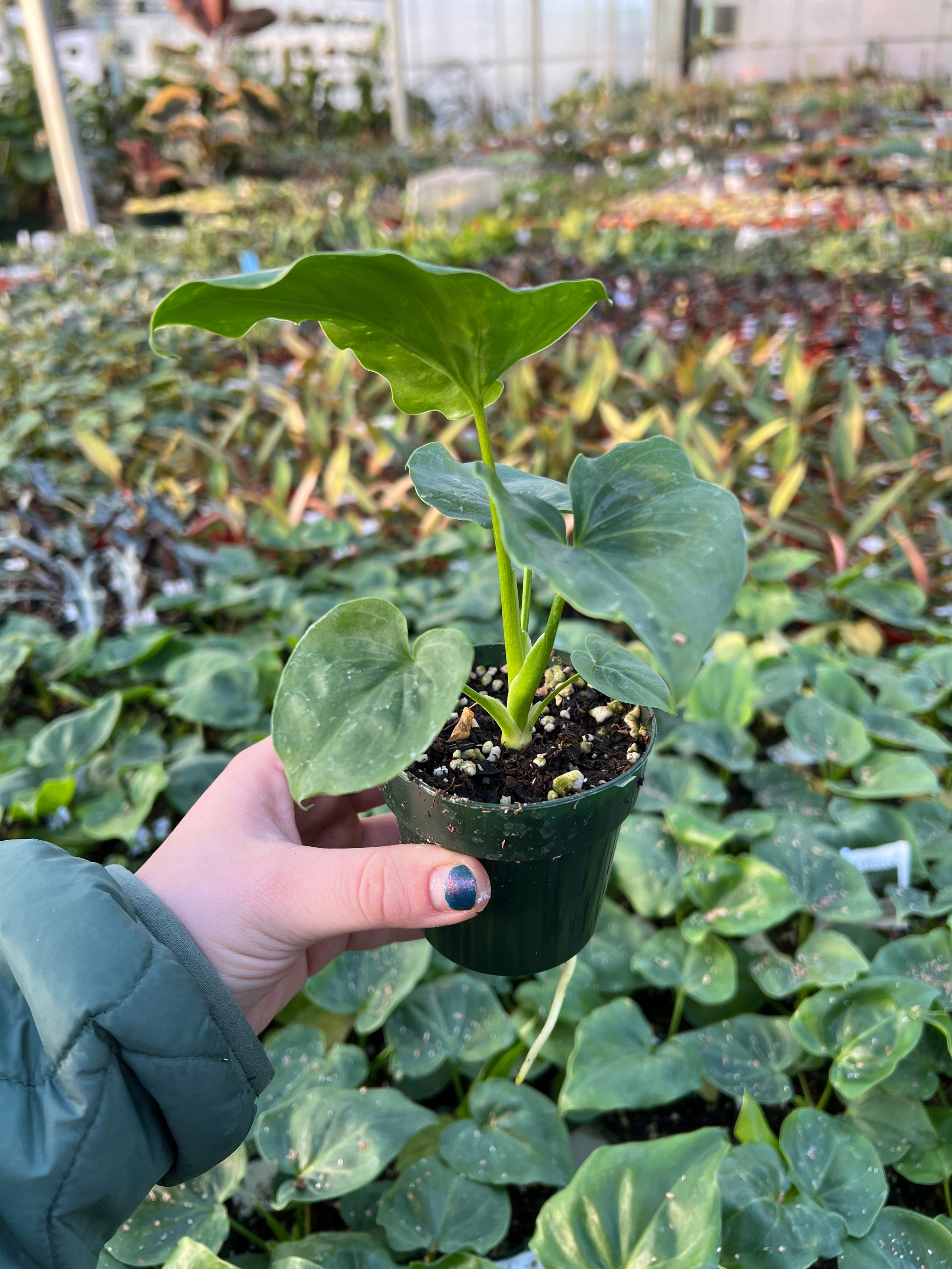 Houseplants Succulents