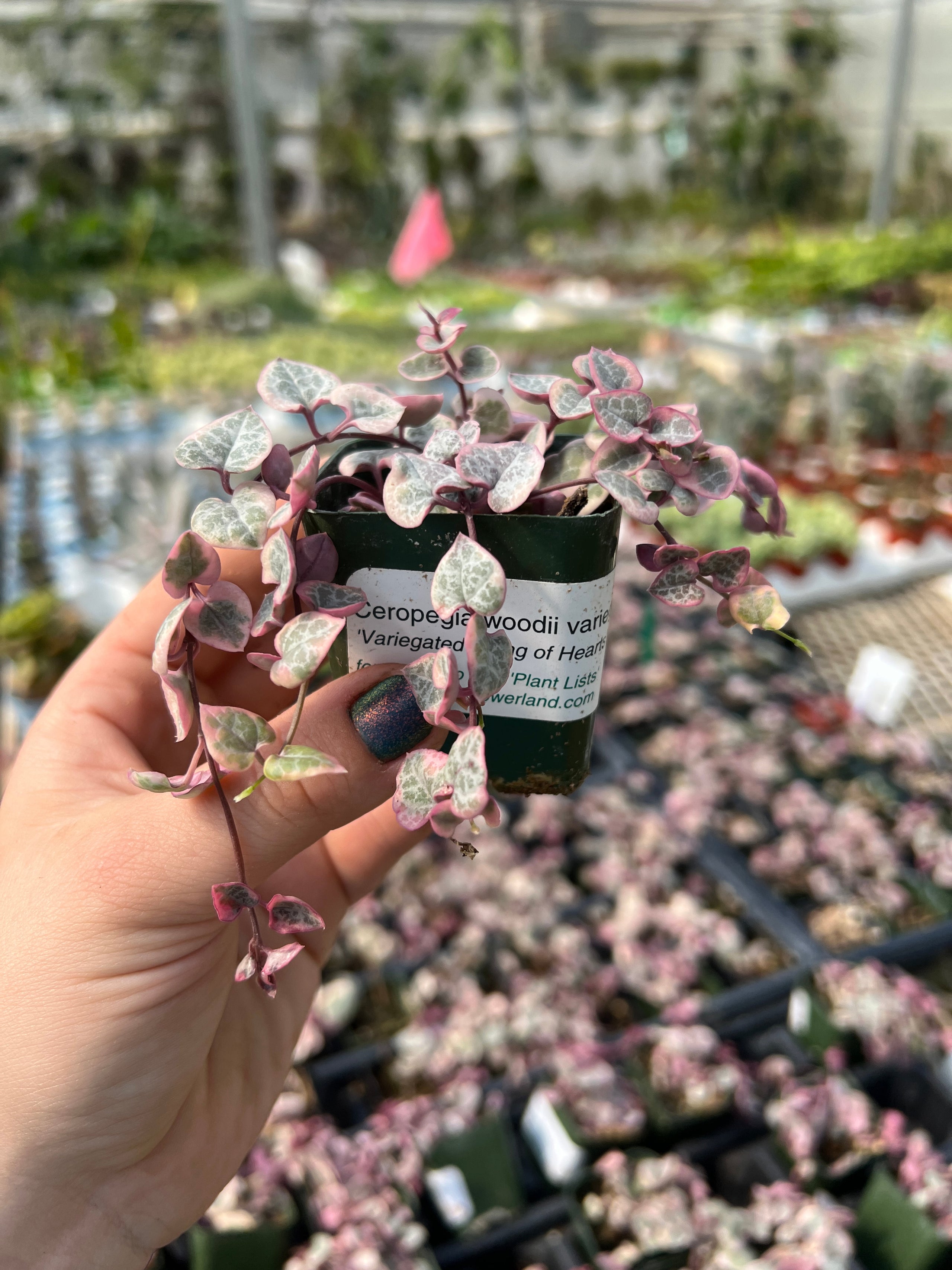 Houseplants Succulents