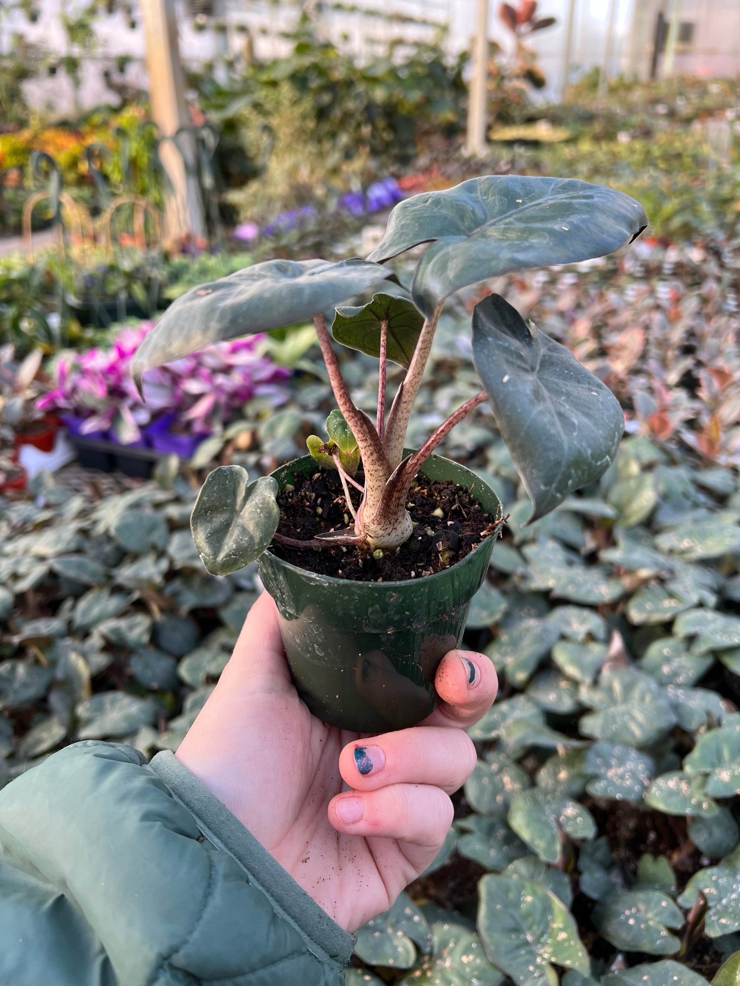 Houseplants Succulents