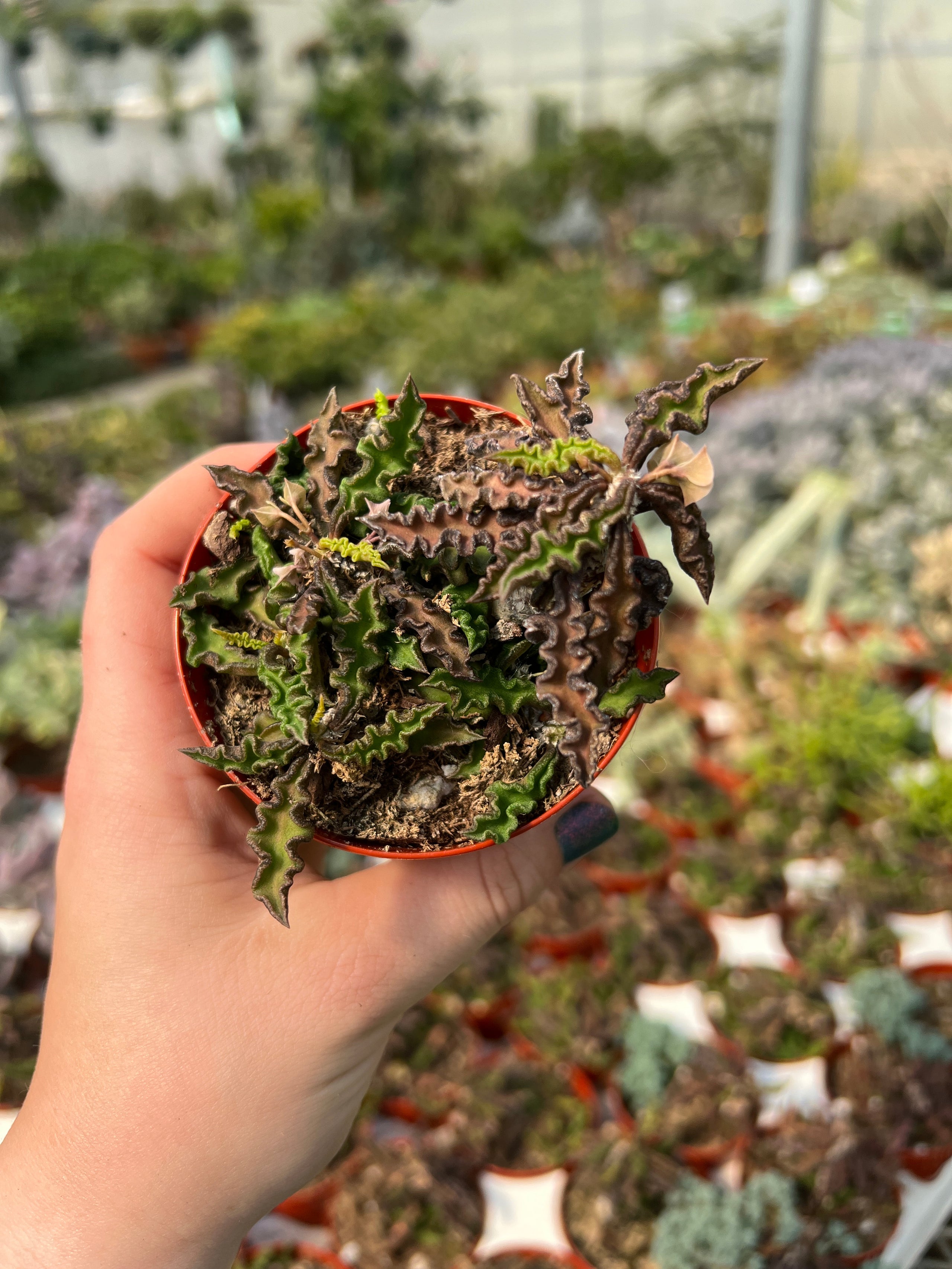 euphorbia decaryi $ 5 . 99