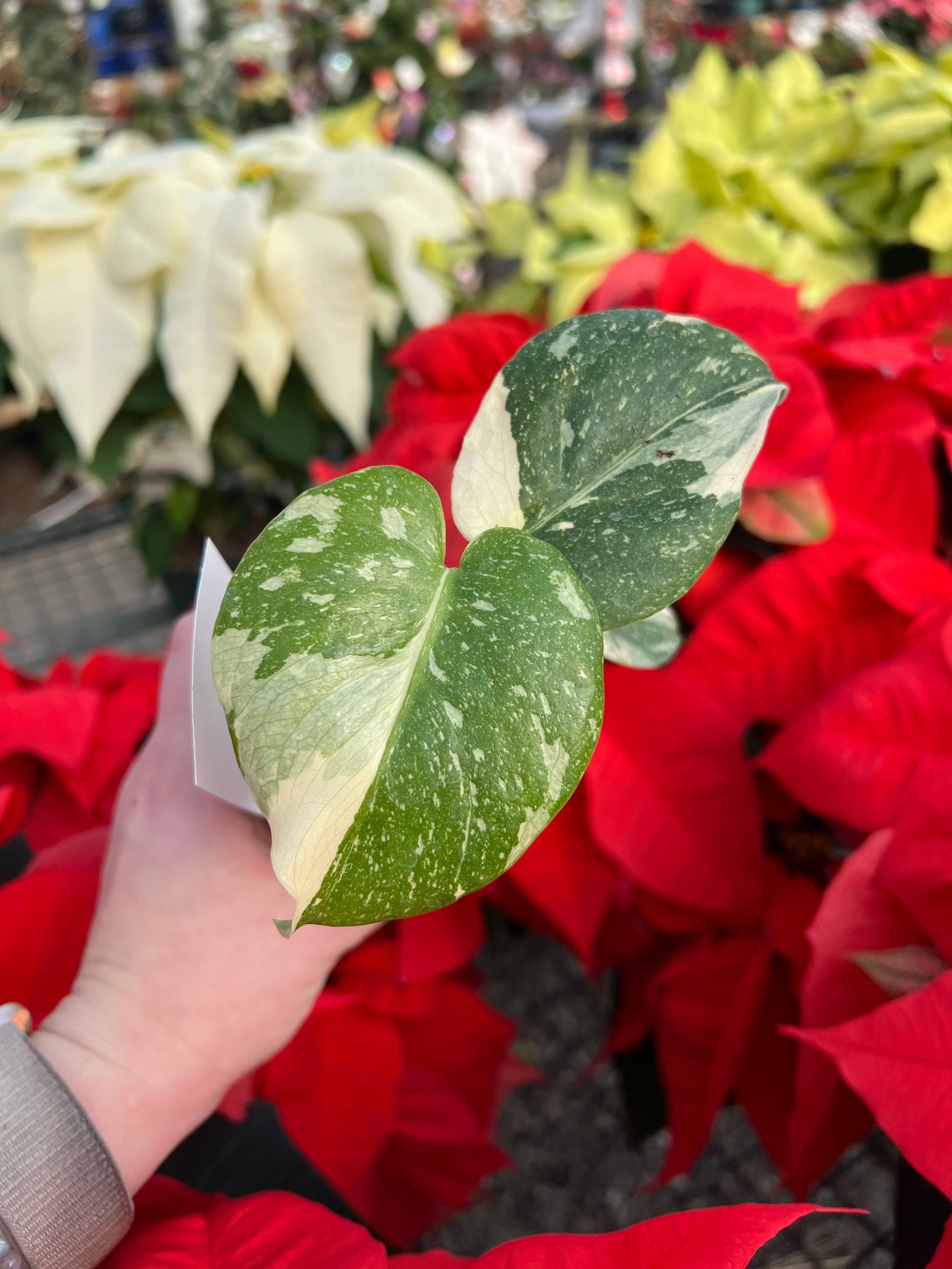 Houseplants Succulents