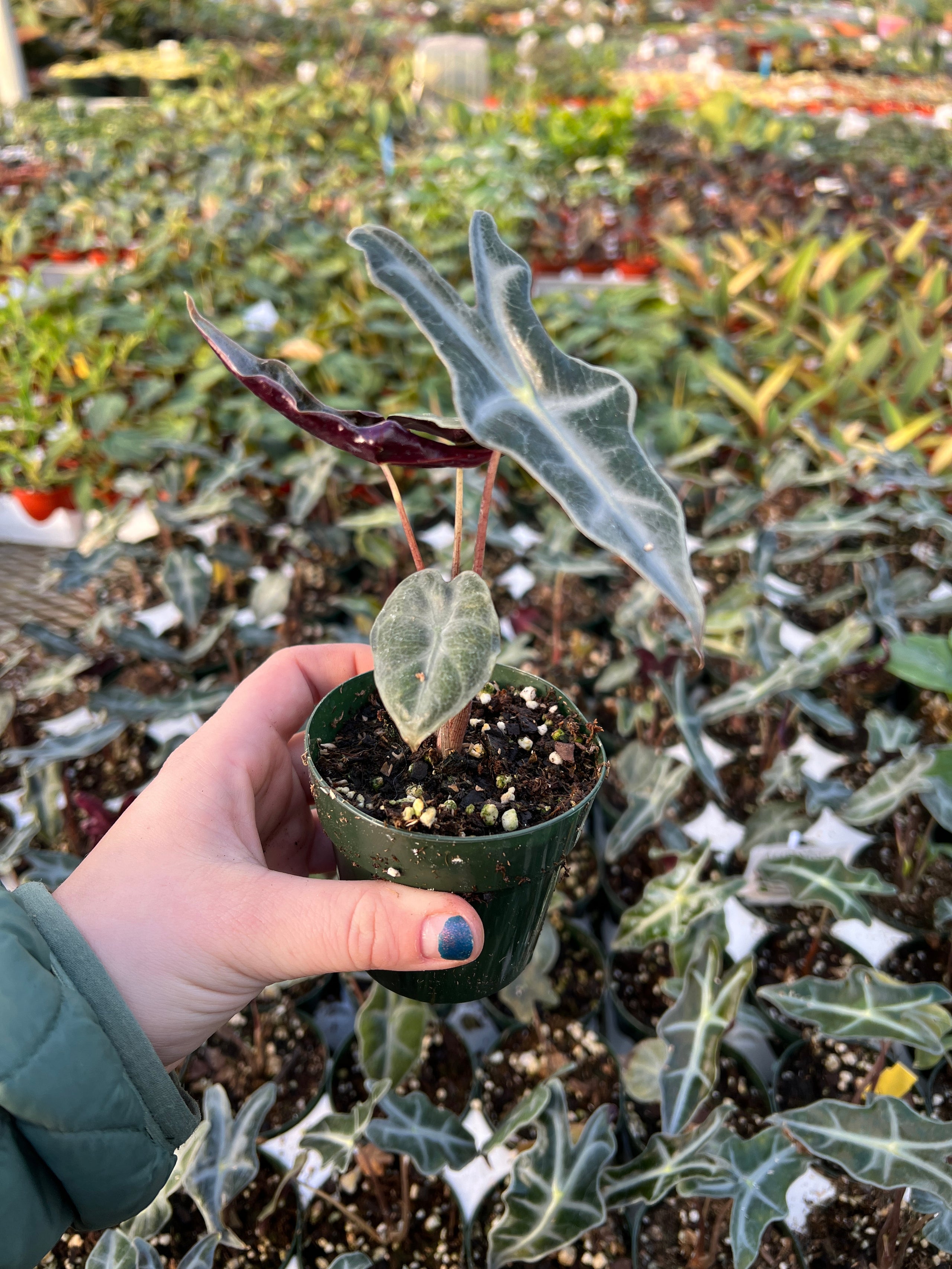 Houseplants Succulents