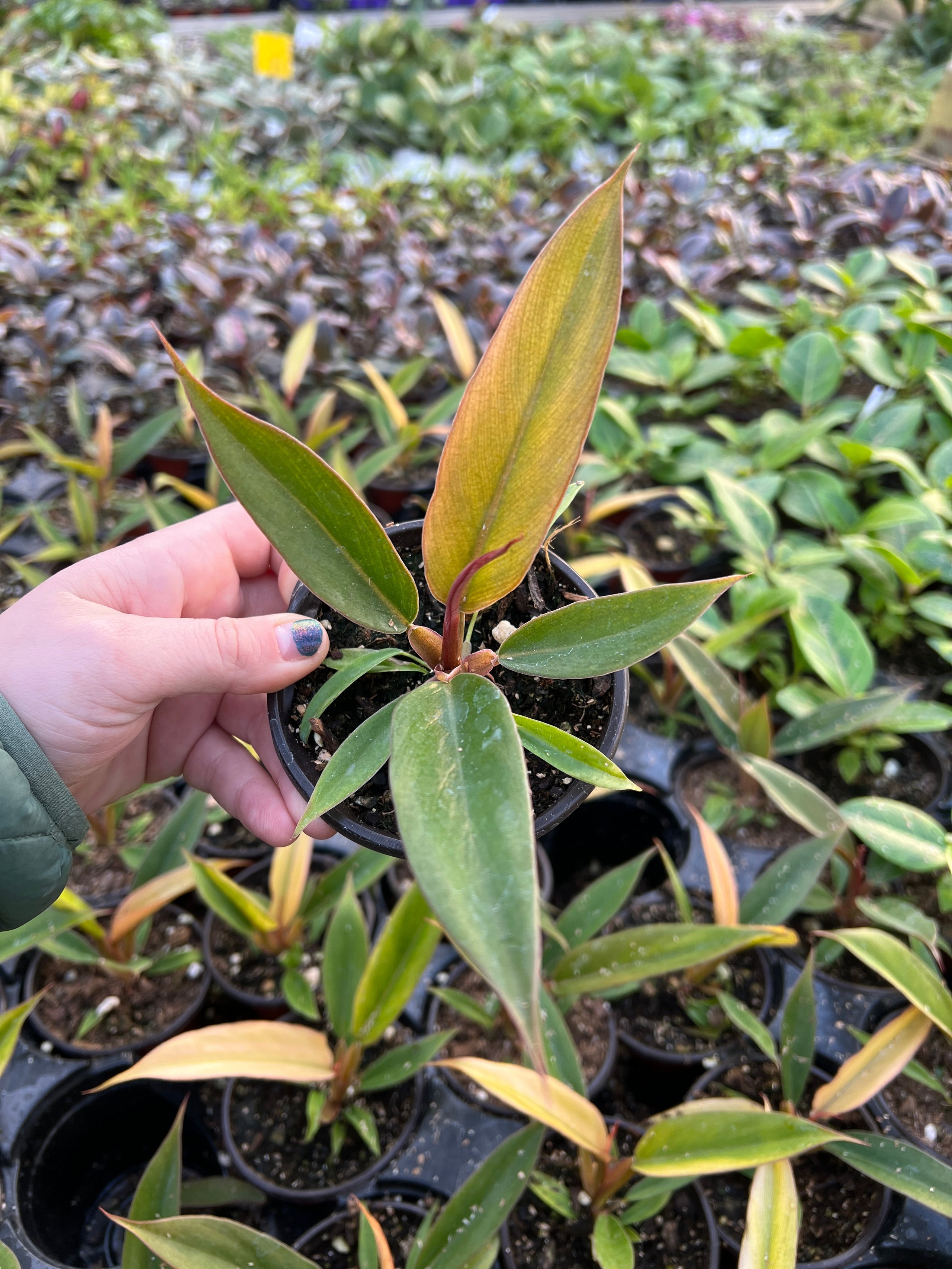 Houseplants Succulents