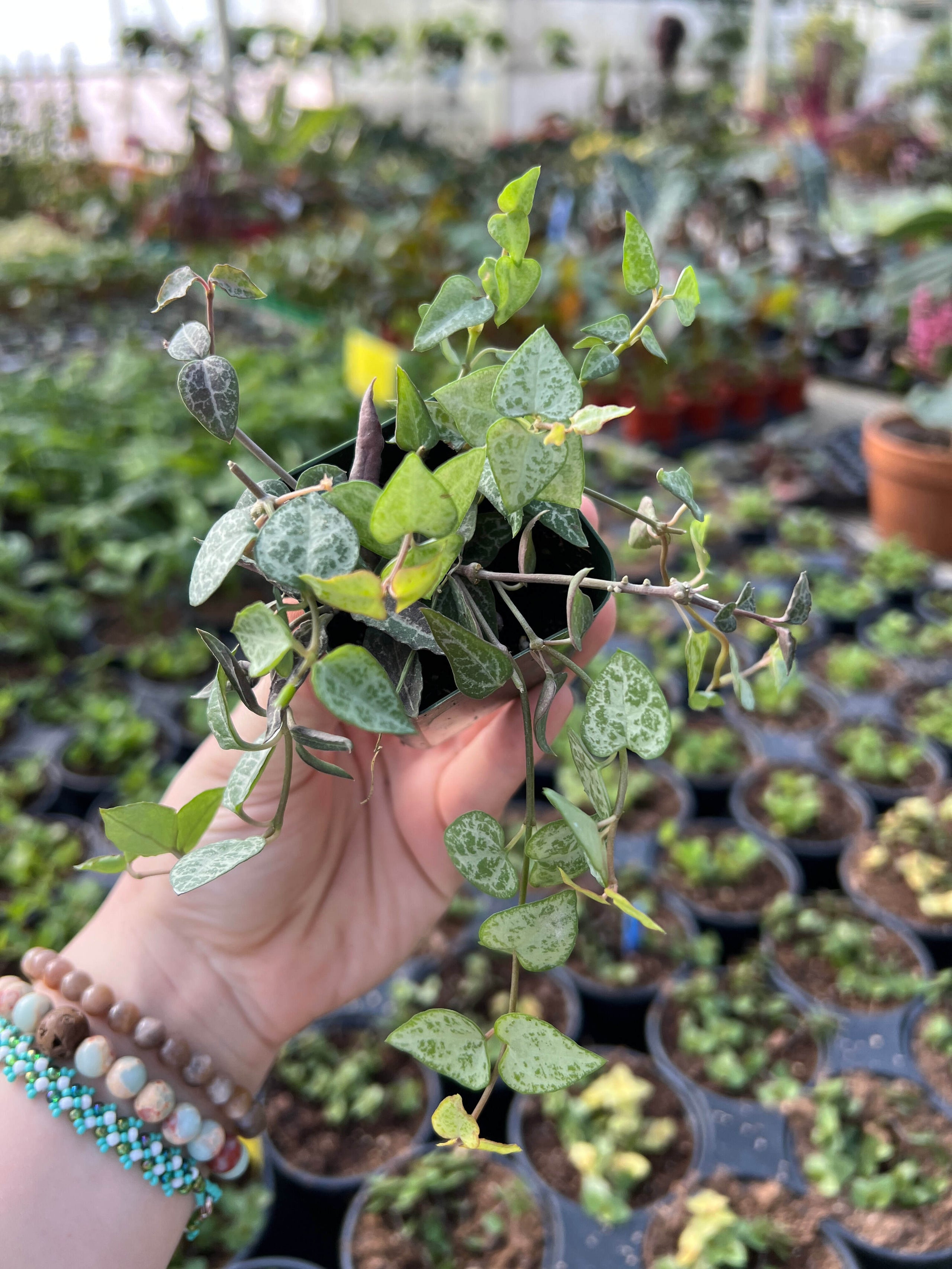 Ceropegia woodii 'String of Spades' | River Street Flowerland